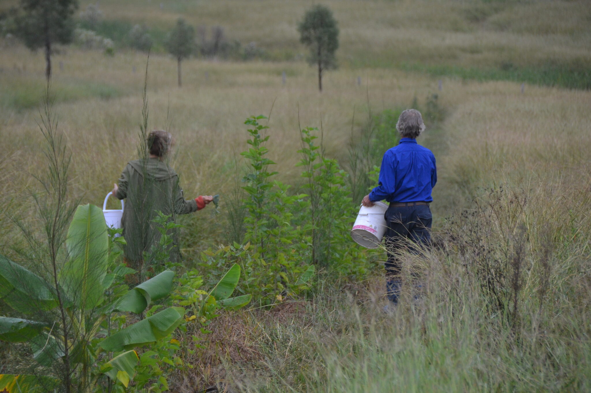 Releasing the sacred biodynamic cow into syntropic agroforestry ⋆ ...