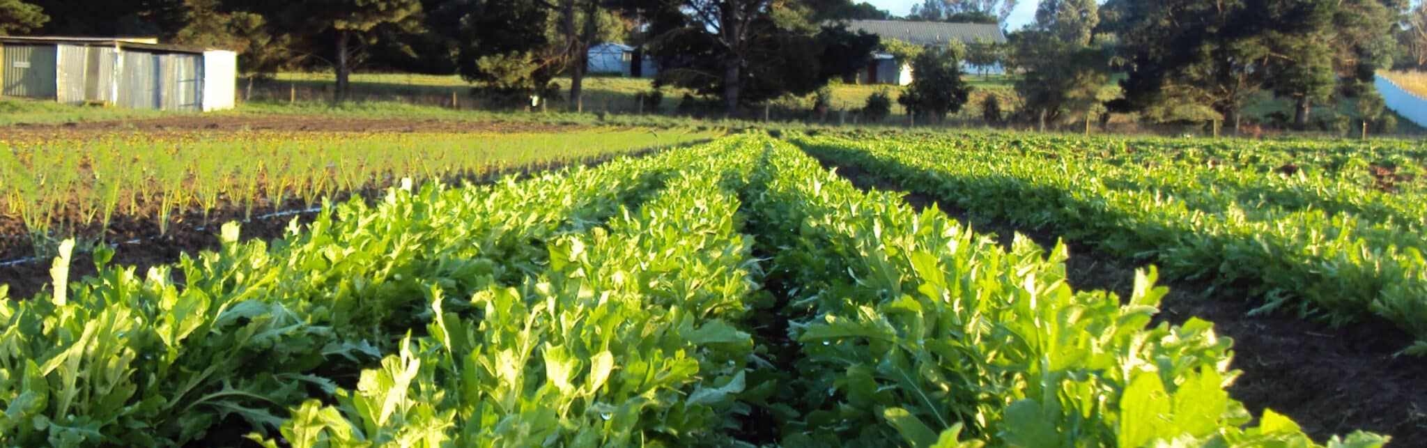 Biodynamic Farming Resources: ⋆ Biodynamic Agriculture Australia Ltd