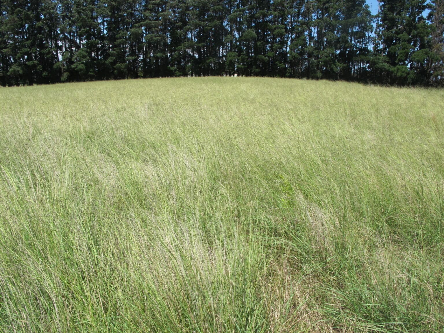 African love grass (Eragrostis curvula) ⋆ Biodynamic Agriculture ...